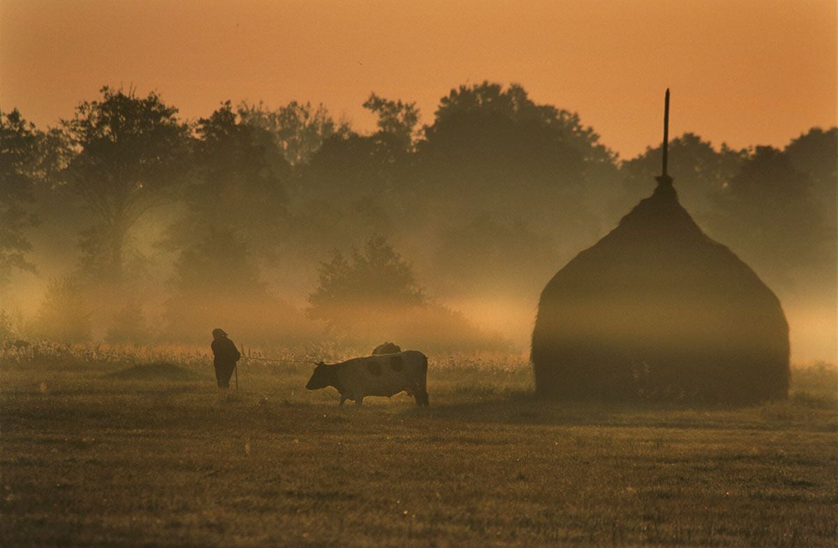 8 Fabulous Forests in Poland | Article | Culture.pl