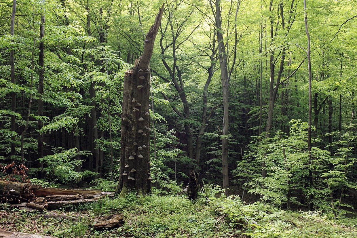 Places of Beauty, Places of Memory: Poland's UNESCO Heritage Sites ...