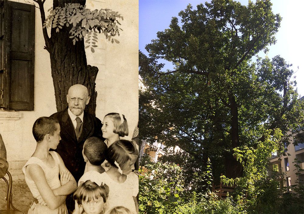 7 Monumental Warsaw Trees Deeply Rooted in Poland’s History | Article ...