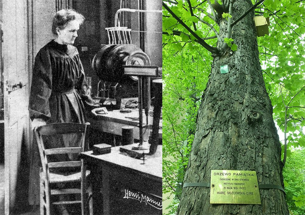 7 Monumental Warsaw Trees Deeply Rooted in Poland’s History | Article ...