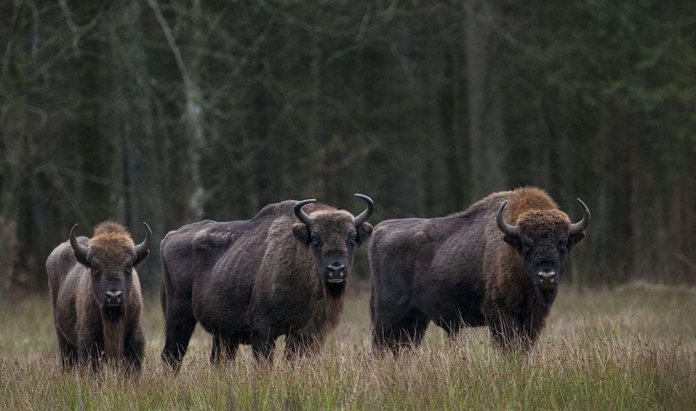 Wild Poland: Tracking Poland’s Majestic Animals | Article | Culture.pl